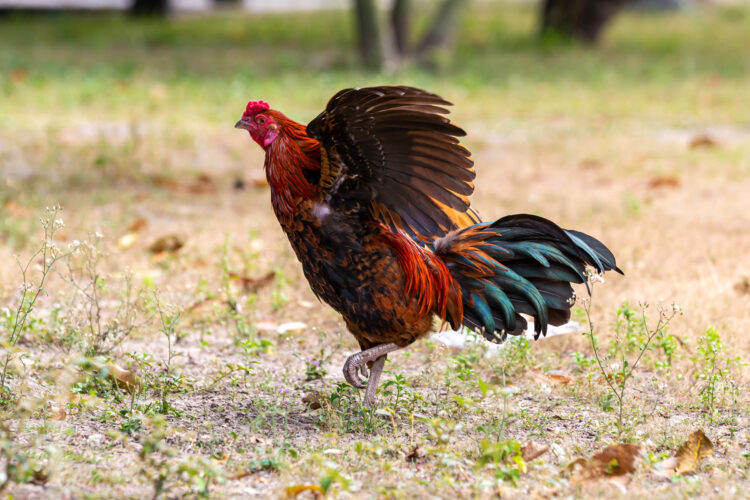 How To Stop a Rooster from Attacking You – Mother Earth News
